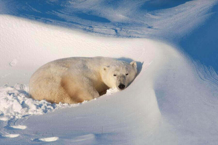 How Do Polar Bears Stay Warm? (What You Need To Know)