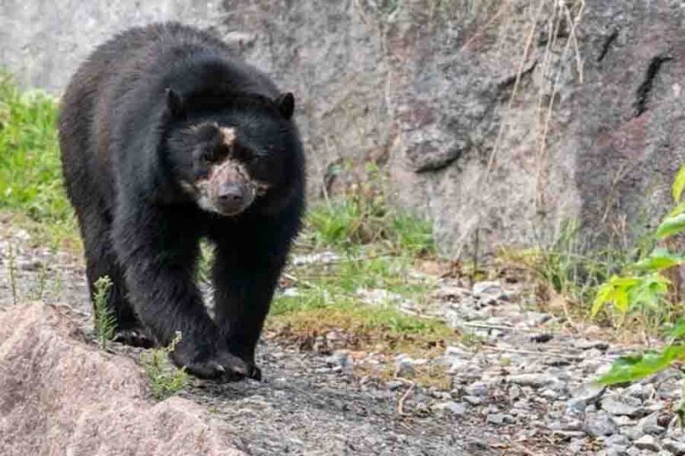 How Fast Can A Bear Run? (List Of 8 Bears' Top Speed)