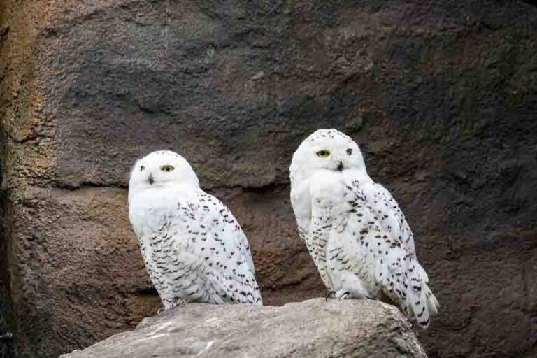 Snowy Owl Facts, Identification, Size, Habitat & More