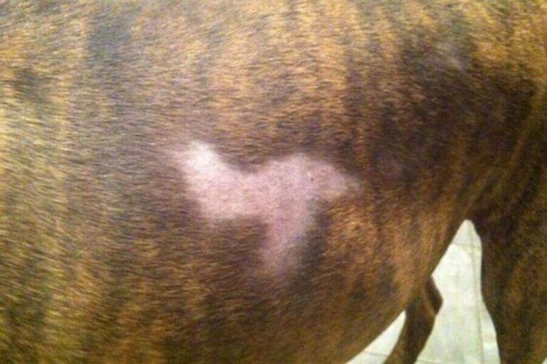 Black Spots On Dogs’ Skin: Should You Worry? (Main Causes)