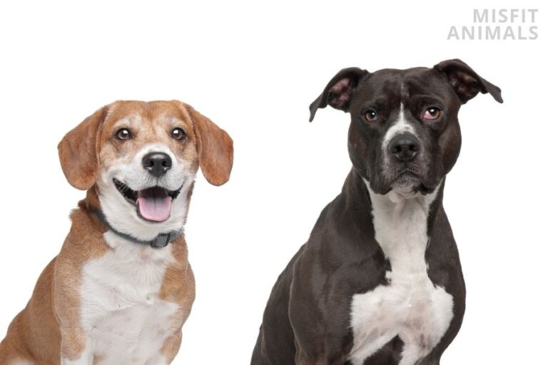 Rat Terrier Beagle Mixes: Raggle (Origin, Needs, & Issues)