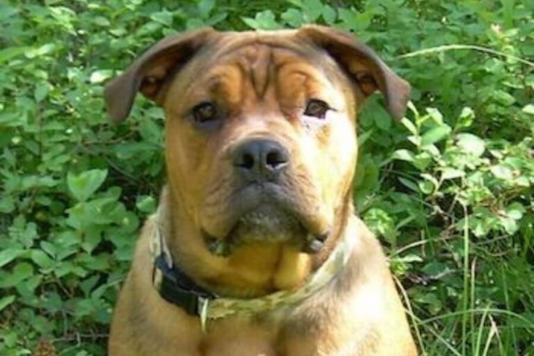 Rottweiler Bulldog Mix (Bullweiler): All About Them