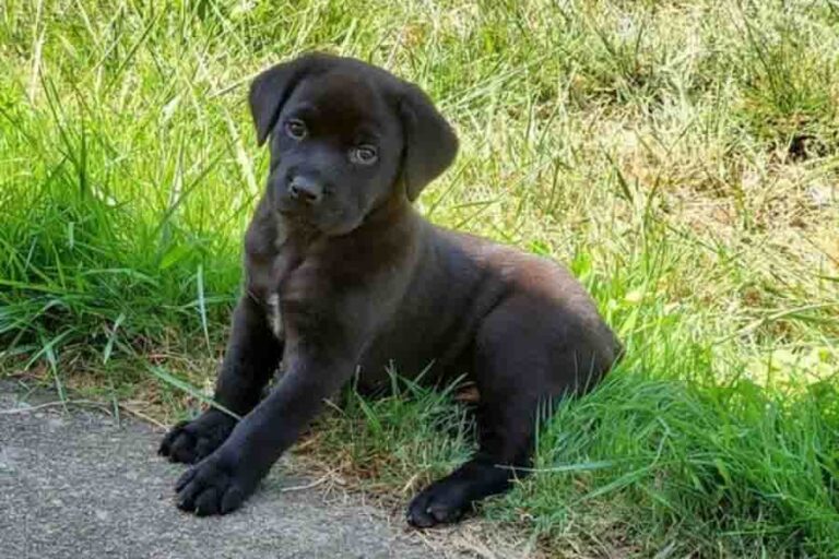 Cane Corso Rottweiler Mix: Characteristics, Needs & Issues