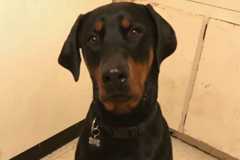 Rottweiler Doberman Mix: 3 Reasons To Stay Away (And 3 Pros)