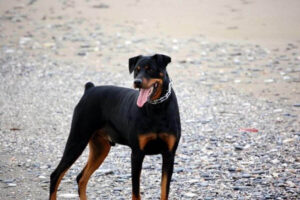 Rottweiler Doberman Mix: 3 Reasons To Stay Away (And 3 Pros)