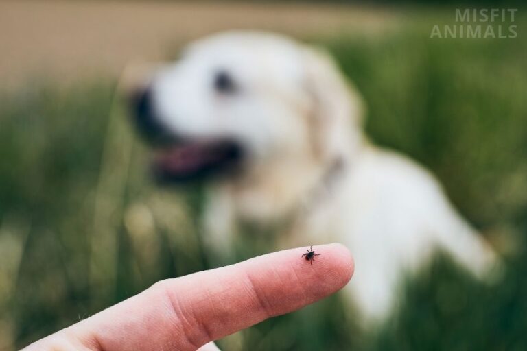 Ticks On Dogs’ Ears: Everything You Need To Know | Misfit Animals