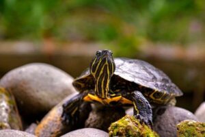 Painted Turtle Eggs: Appearance & What To Do With Them