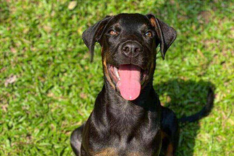 Great Dane Rottweiler Mix: Big Hearted Giant Breed