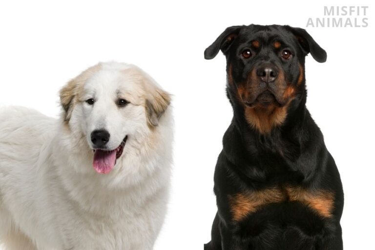 Rottweiler Pug Mix (Pugweiler): Is It A Good Breed?