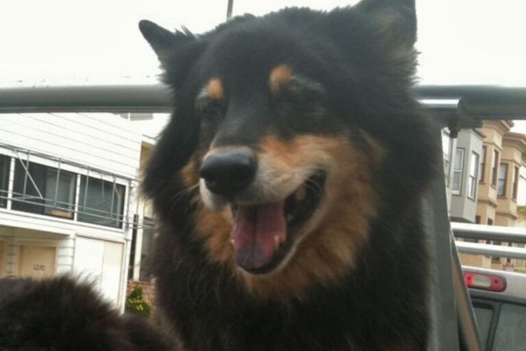 Rottweiler Chow Mix: Breed Info, Needs, & Pictures