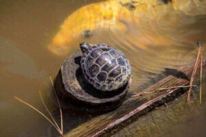 How Big Do Red-Eared Sliders Get? What You Need To Know