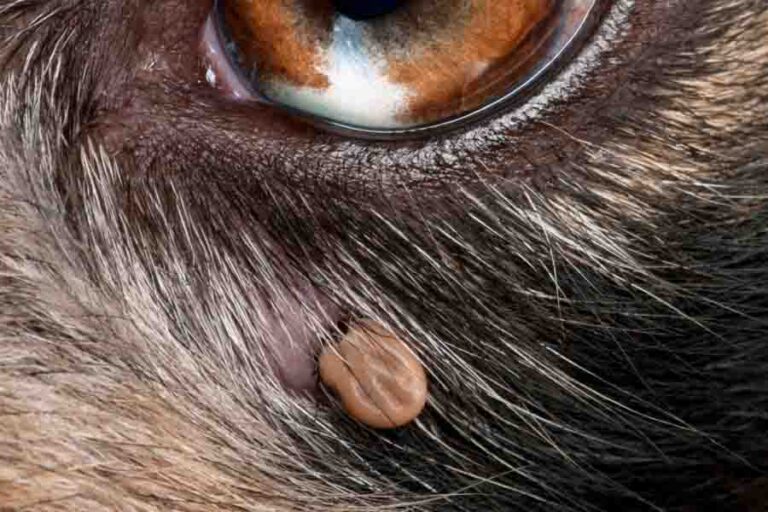 Engorged Tick On Dog: What To Do (Removal & Symptoms)