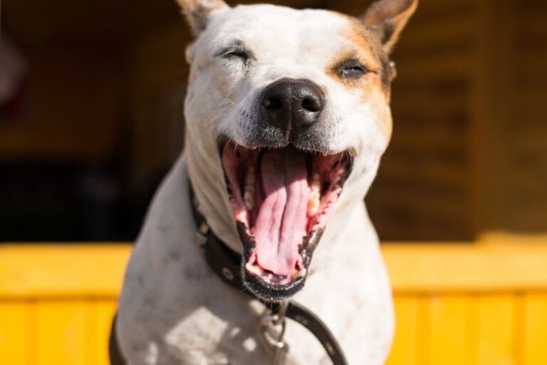 Beagle Pitbull Mix Guide: Beaglebull Needs And Problems