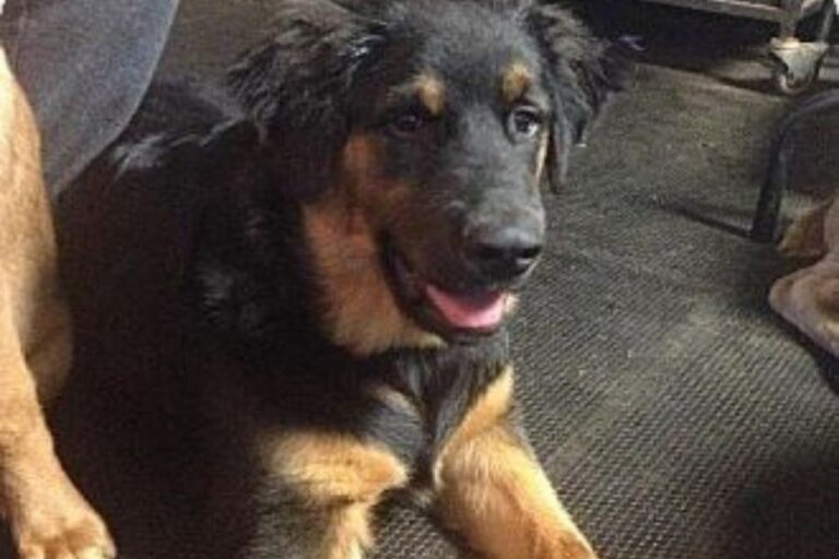 23 Rottweiler Mix Breeds According To Size (Rottie Mix List)