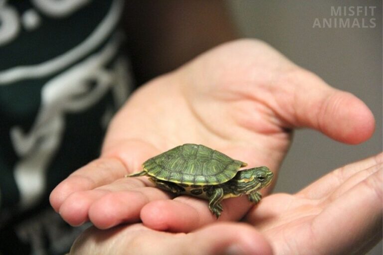 Pet Turtles That Stay Small Forever: 7 Tiny Tikes Pet Turtles That Stay Small Forever: 7 Tiny Tikes