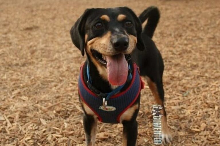 Rottweiler Beagle Mix (Reagle) Characteristics, Size & Needs
