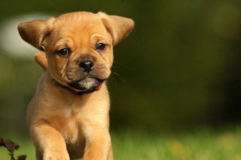 Beagle Pug Mix (Puggle): Is It Right For You? [3 Pros/Cons]