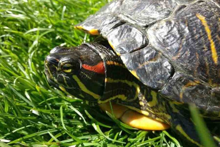 Red-Eared Slider: Care, Diet, Habitat & Much More