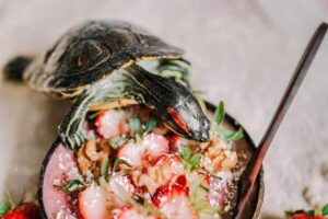 How Big Do Red-Eared Sliders Get? What You Need To Know