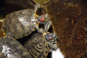 Red-Eared Slider: Care, Diet, Habitat & Much More