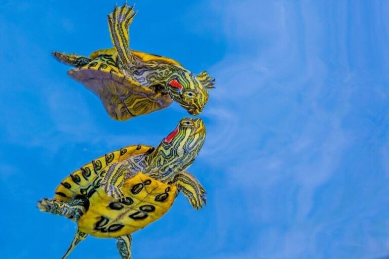 Do Red-Eared Sliders Bite? 5 Reasons Why & How To Stop It