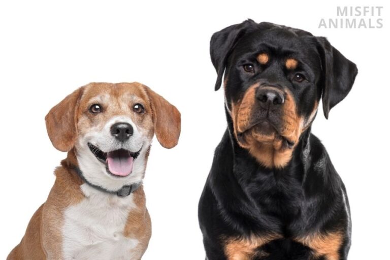 Rottweiler Beagle Mix (Reagle) Characteristics, Size & Needs