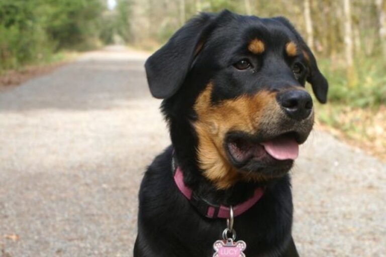 23 Rottweiler Mix Breeds According To Size (Rottie Mix List)