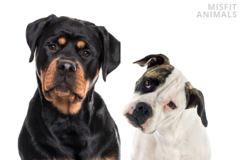 Rottweiler Bulldog Mix (Bullweiler): All About Them