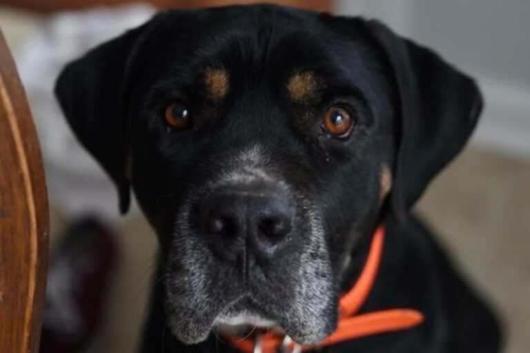 Cane Corso Rottweiler Mix: Characteristics, Needs & Issues