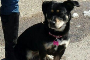 23 Rottweiler Mix Breeds According To Size (Rottie Mix List)