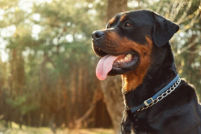 23 Rottweiler Mix Breeds According To Size (Rottie Mix List)