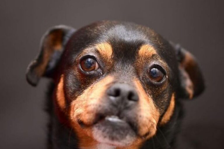 Rottweiler Pug Mix (Pugweiler): Is It A Good Breed?