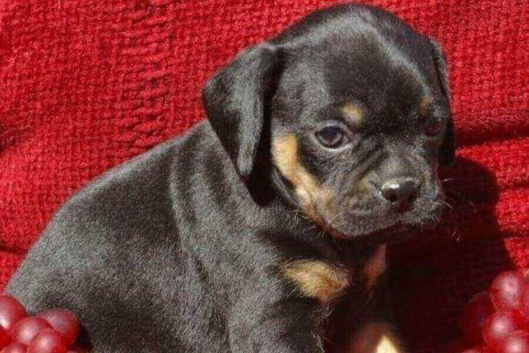 Rottweiler Pug Mix (Pugweiler): Is It A Good Breed?