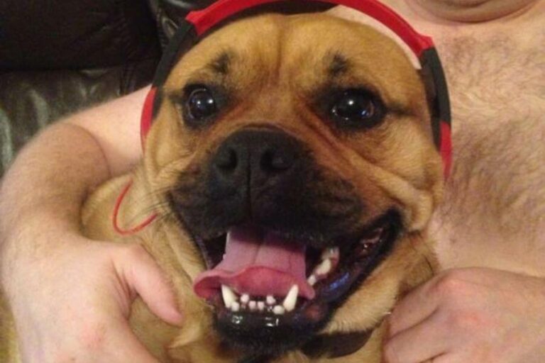 Rottweiler Pug Mix (Pugweiler): Is It A Good Breed?