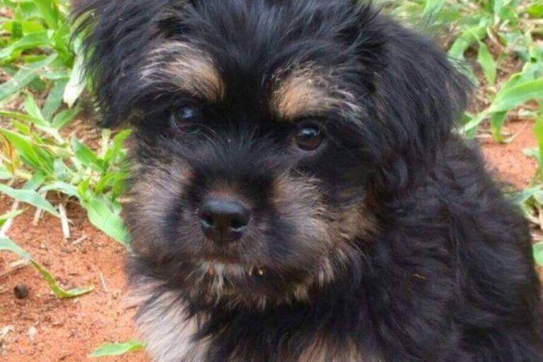 23 Rottweiler Mix Breeds According To Size (Rottie Mix List)