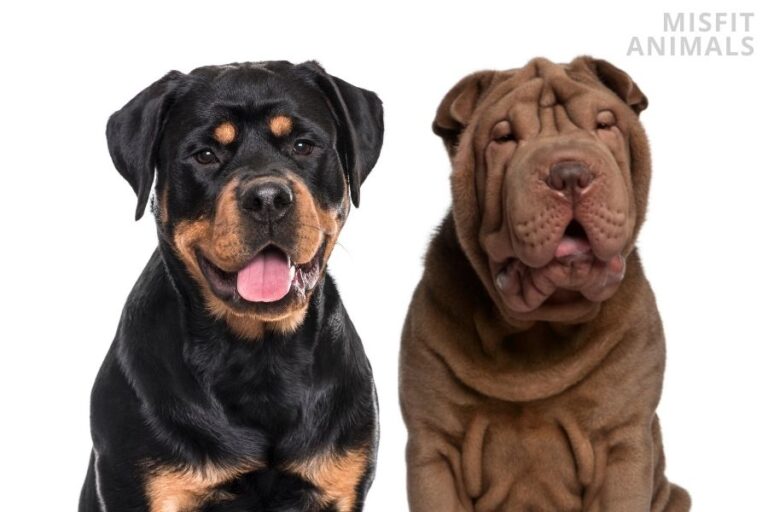 Shar-Pei Rottweiler Mix (Rott Pei): A Unique Guard Dog