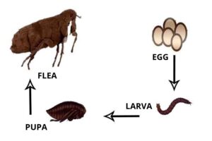 Do Fleas Lay Eggs On Dogs? How To Find & Remove Them