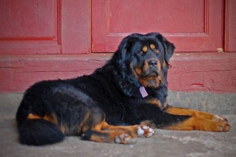 23 Rottweiler Mix Breeds According To Size (Rottie Mix List)