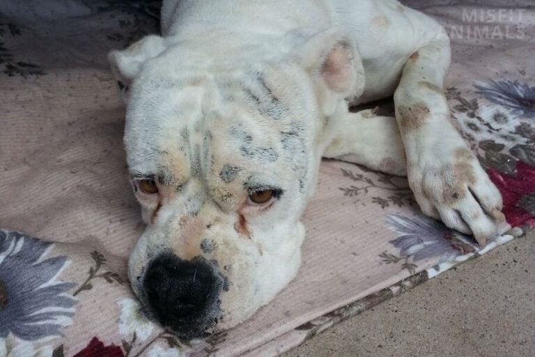 Tick-Borne Diseases In Dogs: Symptoms & Treatment (Do This)