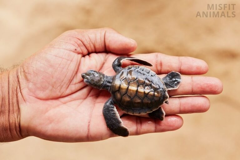 12 Types Of Pet Turtles: Which Species Is Best For You?