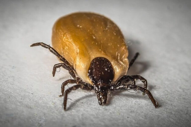 Tick Or Skin Tag On Dog: What Is The Difference?