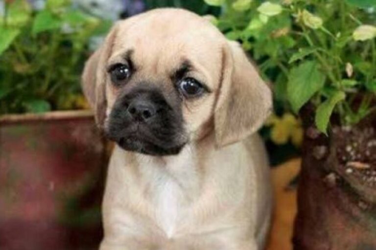 Beagle Pug Mix (Puggle): Is It Right For You? [3 Pros/Cons]