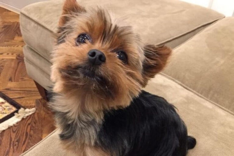 23 Rottweiler Mix Breeds According To Size (Rottie Mix List)