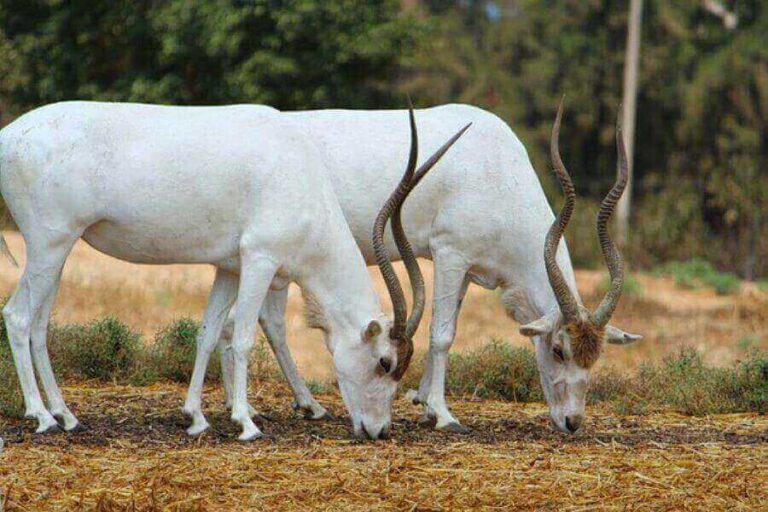 Horned Animals List: The 10 Biggest Horns In The World