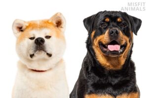Akita Rottweiler Mix: Appearance, Lifespan, Care & More