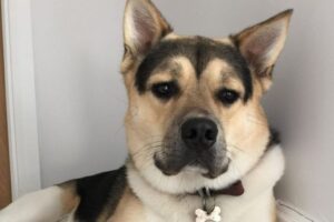 Akita Rottweiler Mix: Appearance, Lifespan, Care & More