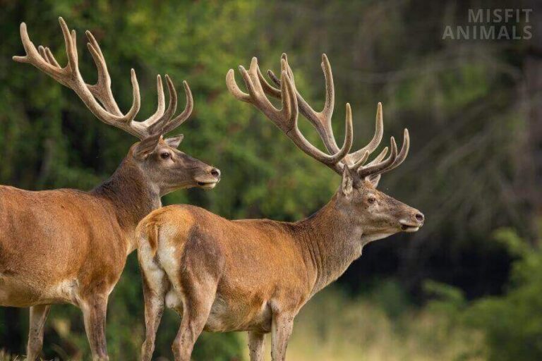 Hawaiian Animals: 23 Most Common Animals In Hawaii