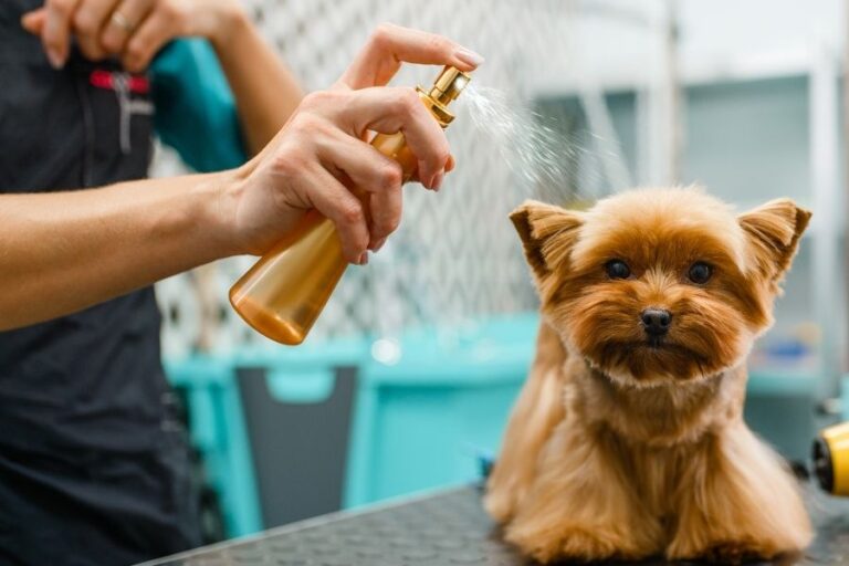 How To Treat Ticks On Dogs (9 Best Ways To Get Rid Of Ticks)