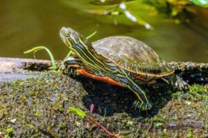Baby Painted Turtles: Everything You Need To Know