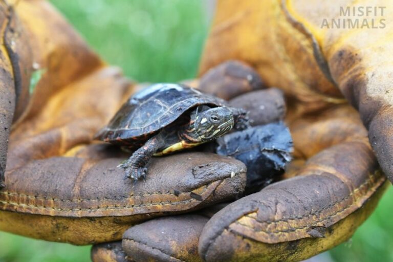 Baby Painted Turtles: Everything You Need To Know